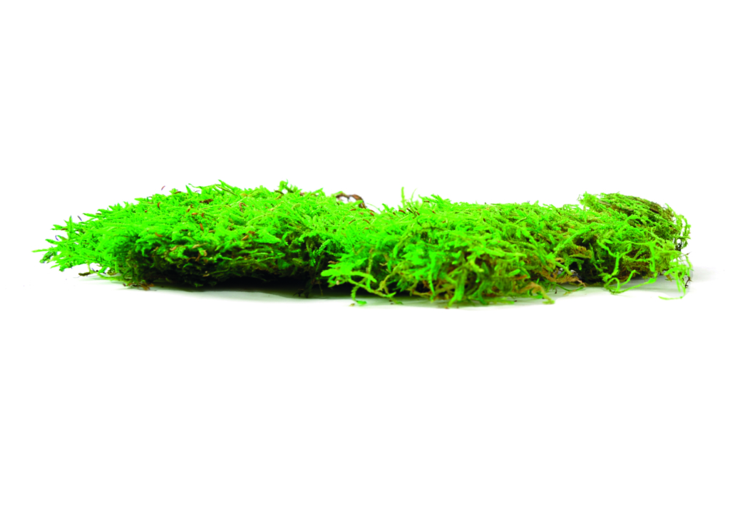 [New Products] Flat Moss FR (Fire-resistant moss for interior décor ...